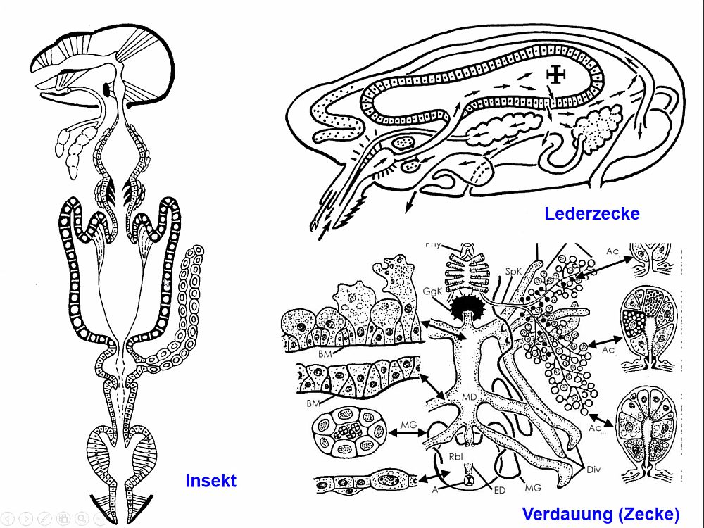 Zecken, Überträger von Babesia- und Theileria-Parasiten – Homepage der ...