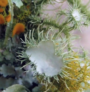 Raubmilbe (Cheyletus eruditus) – Homepage der Tübinger Mikroskopischen ...