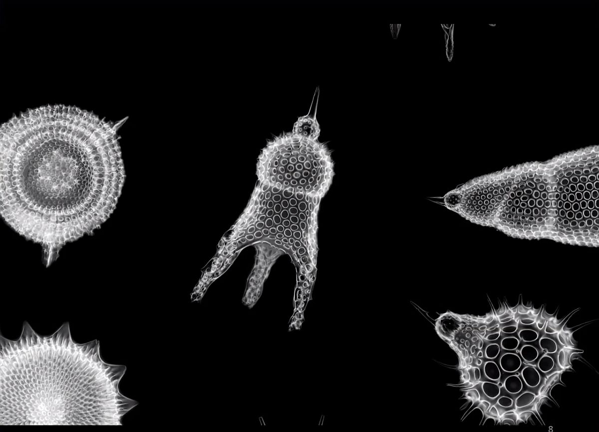 Die erste Live-ZOOM-Session am Raster-Elektronenmikroskop mit ...