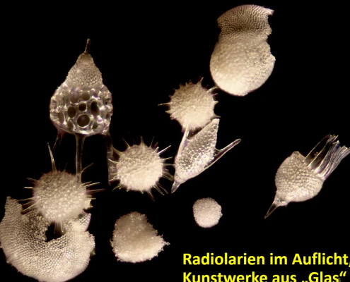 Die erste Live-ZOOM-Session am Raster-Elektronenmikroskop mit ...