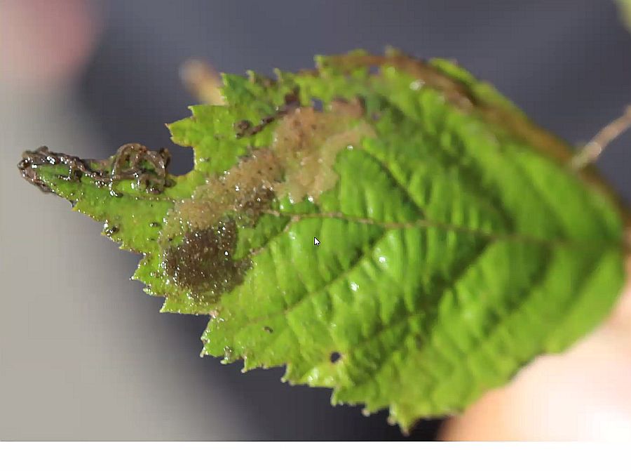 Kriebelmücken – Homepage der Tübinger Mikroskopischen Gesellschaft e. V.