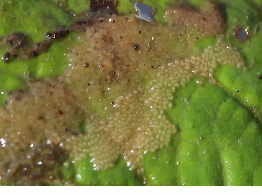 Kriebelmücken – Homepage der Tübinger Mikroskopischen Gesellschaft e. V.