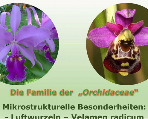 Orchidaceae – Mikrostrukturelle Besonderheiten – Homepage der Tübinger ...