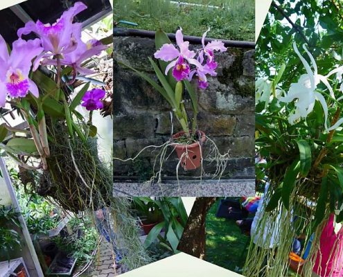 Orchidaceae – Mikrostrukturelle Besonderheiten – Homepage der Tübinger ...