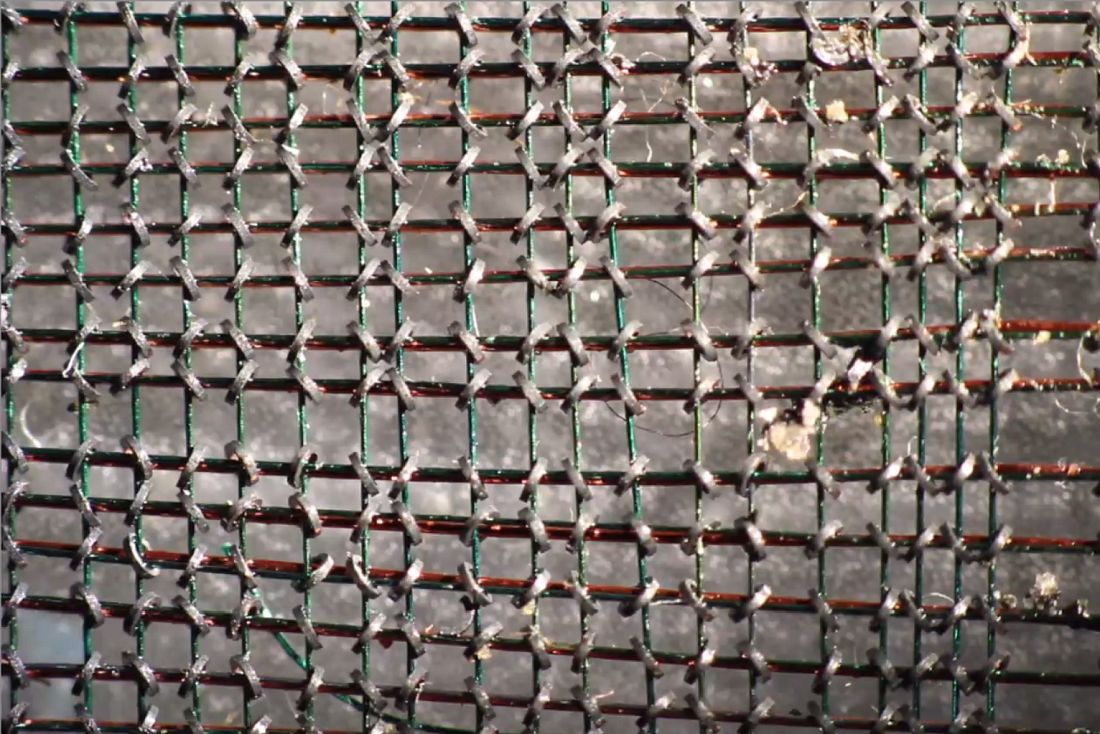 Zellen der Wasserpest – Homepage der Tübinger Mikroskopischen ...