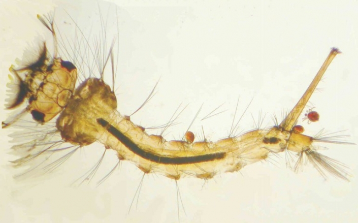 Wimpertierchen (Strobilidium) – Homepage der Tübinger Mikroskopischen ...